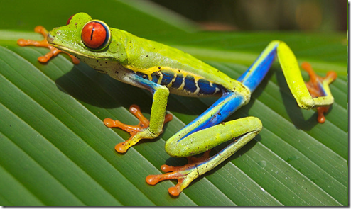 CSD MX: 10 RANAS EXÓTICAS